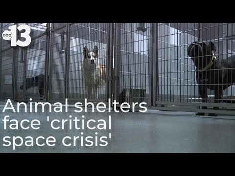 Some Las Vegas animal shelters call for foster volunteers amid 'critical space crisis'
