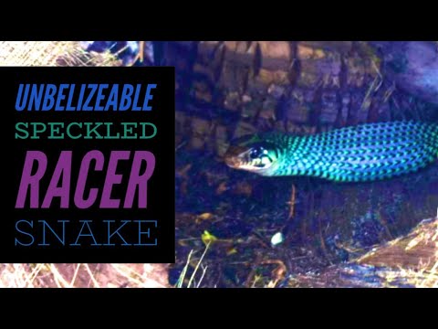 Speckled Racer UnBeliZeable
