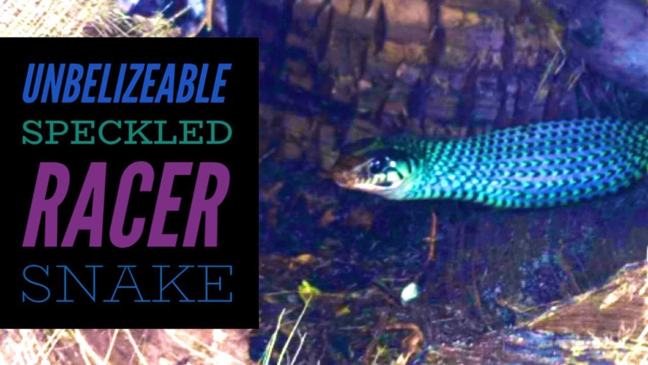 Speckled Racer UnBeliZeable