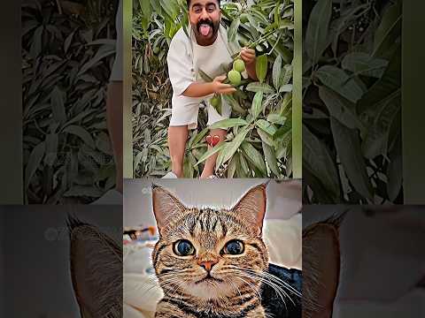 Bombastic Fall 🧗🤸🧑🦽#cat #meme #funny