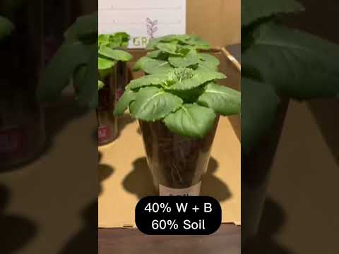 Wormcast + Biochar trial