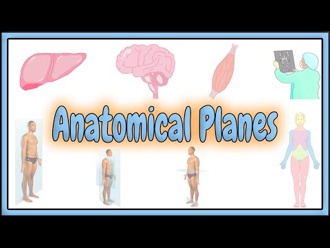 11. Anatomical Planes || 2D Animation
