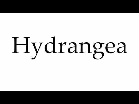 How to Pronounce Hydrangea