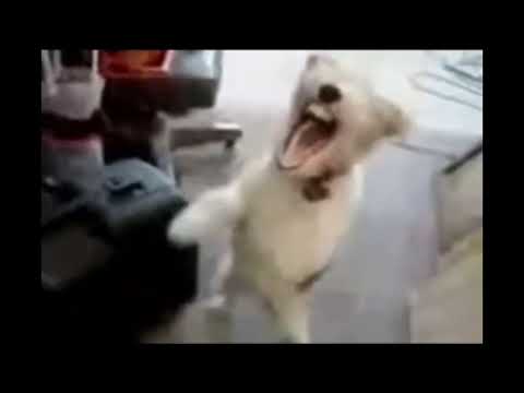 White Dog Laughing Meme Template ( Download Link In Comments 🔗)