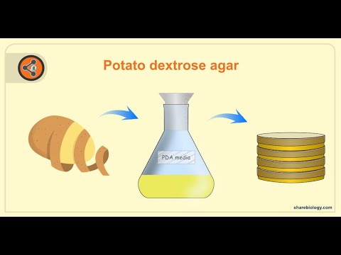 Potato Dextrose Agar (PDA) ; Definition, Composition, Microbiology, Preparation, Uses