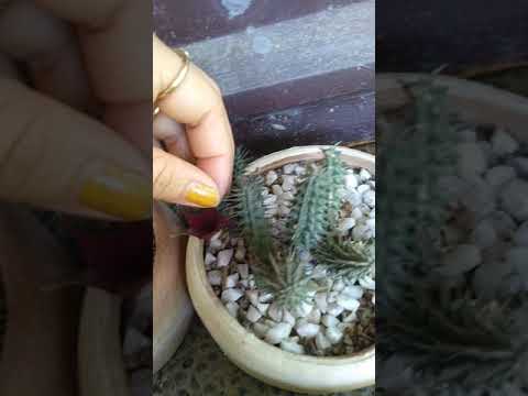 STINKY CACTUS