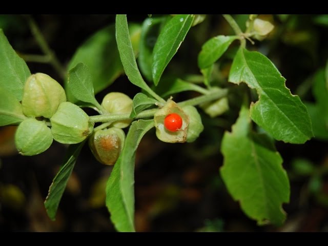 Herbal Extract - Withania Somnifera Extract Manufacturer from New Delhi