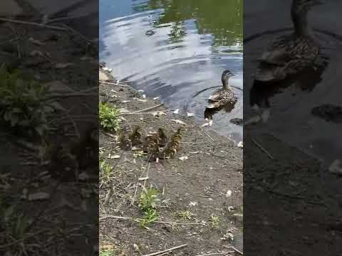 Rouen Duck