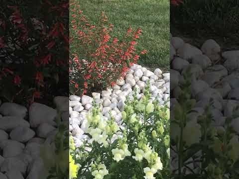 Best Flowering Plant to Attract Hummingbirds