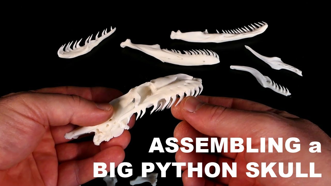 Assembling a Huge Snake Skull / Big Python / Exotic Pet Veterinary Anatomy Zoo Science