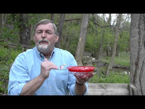 How to Choose the Best Hummingbird Feeder