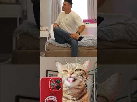 Respect to his friend🫡 #cat #meme #dance #funny
