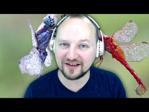 What does the dragonfly mean? | Spirit Animal | Totem | Dream Interpretation