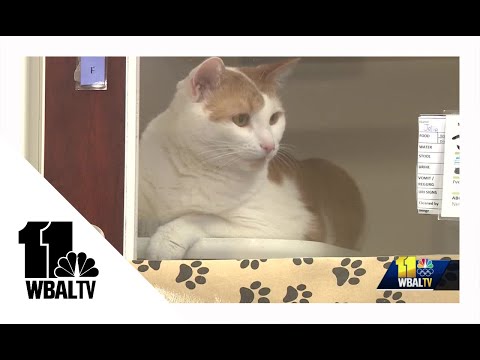 Humane Society raises funds with the 'Betty White Challenge'