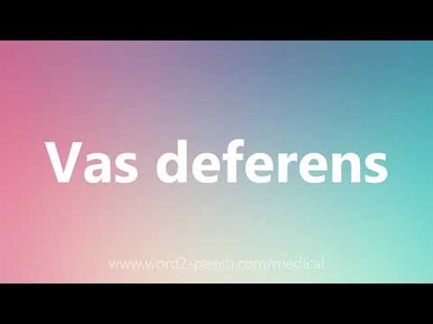 Vas deferens - Medical Meaning and Pronunciation