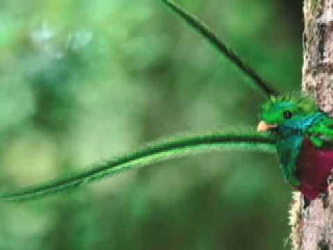 The Quetzal Song by Sara bee