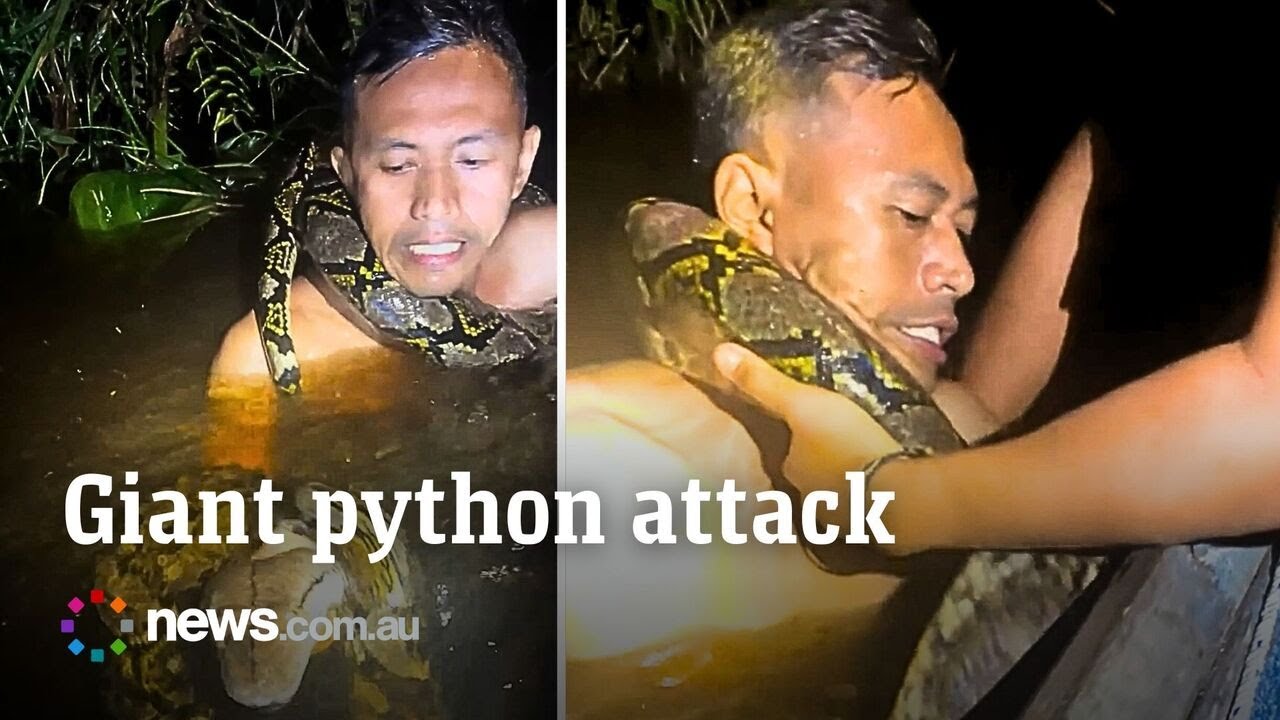 Six-metre python coils around tour guide’s neck in terrifying encounter