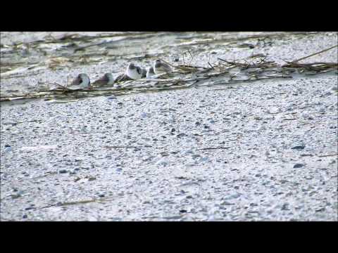 Family of Sanderlings & Piping Plover Facts Hilton Head