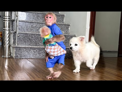 Bibi is jealous of Bon so he doesn't let Lala play with Bon!