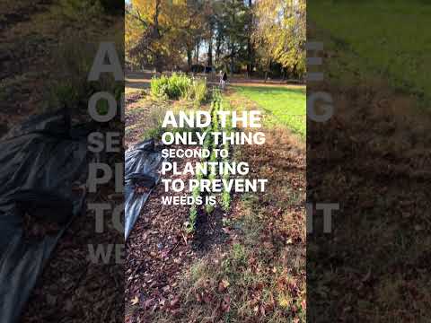 Winter weeds are sneaky