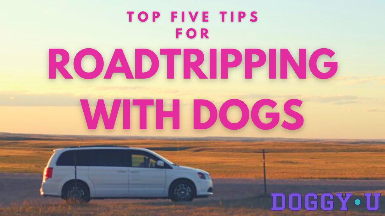 Top 5 Tips for Road Trips with your Dog