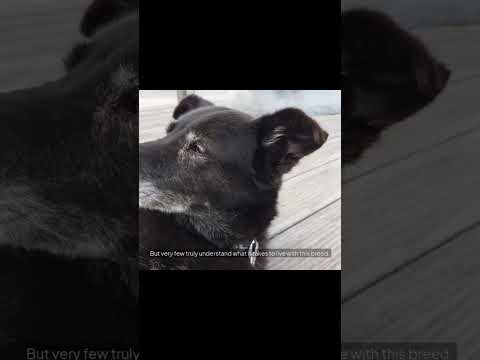 Thinking About Getting a Malinois? Watch This First! #germanshepherd #malinoismonday #gsd