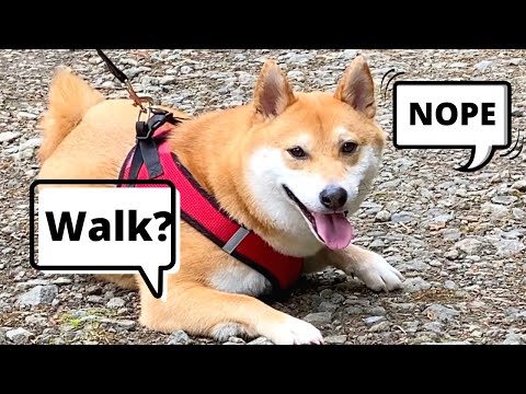Decoding Shiba Inu Personality and Training Technique | Super Shiba