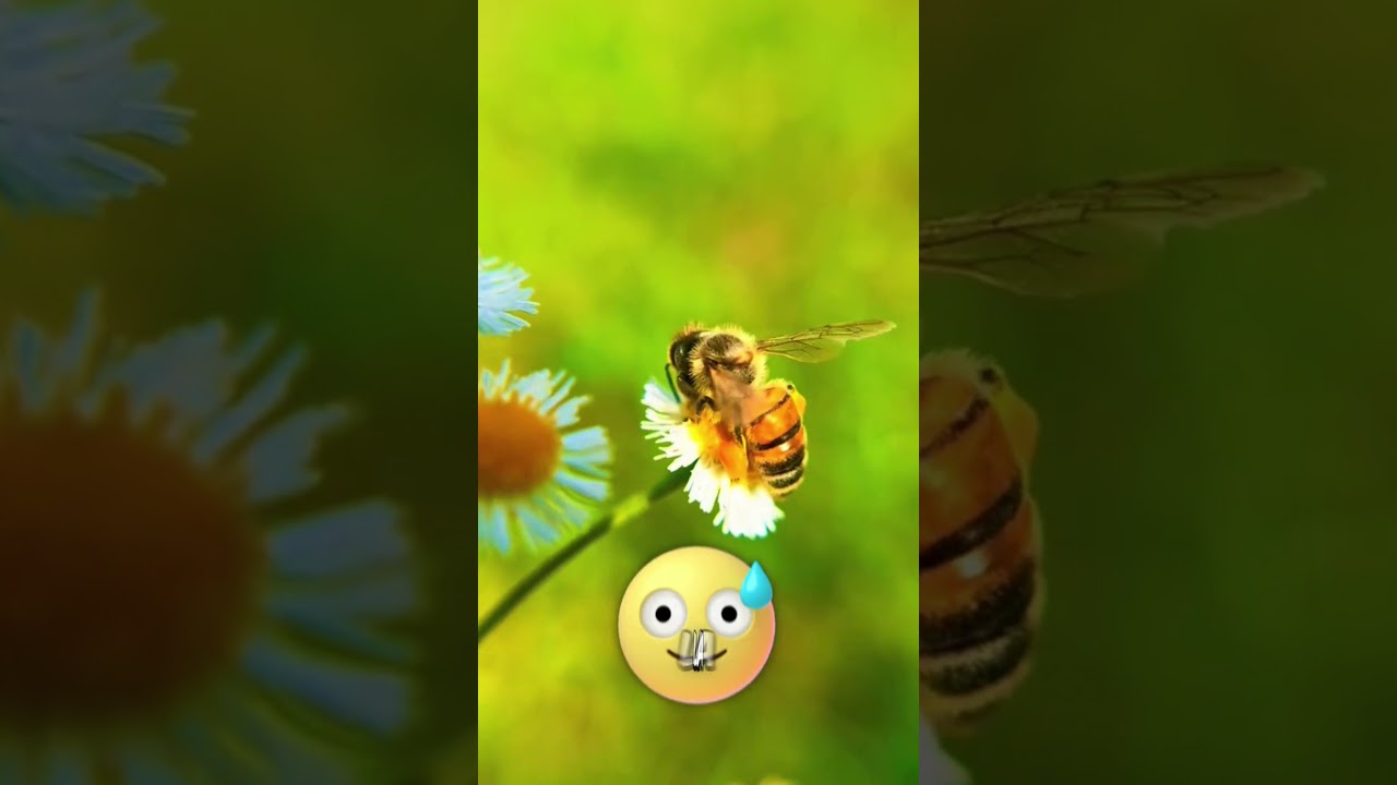 Acaban de declarar a las abejas más importantes que los humanos