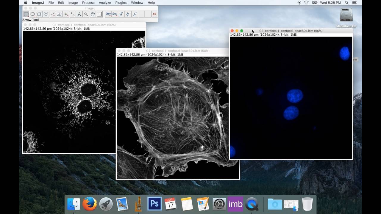 Tute1: Basic Image Processing with ImageJ