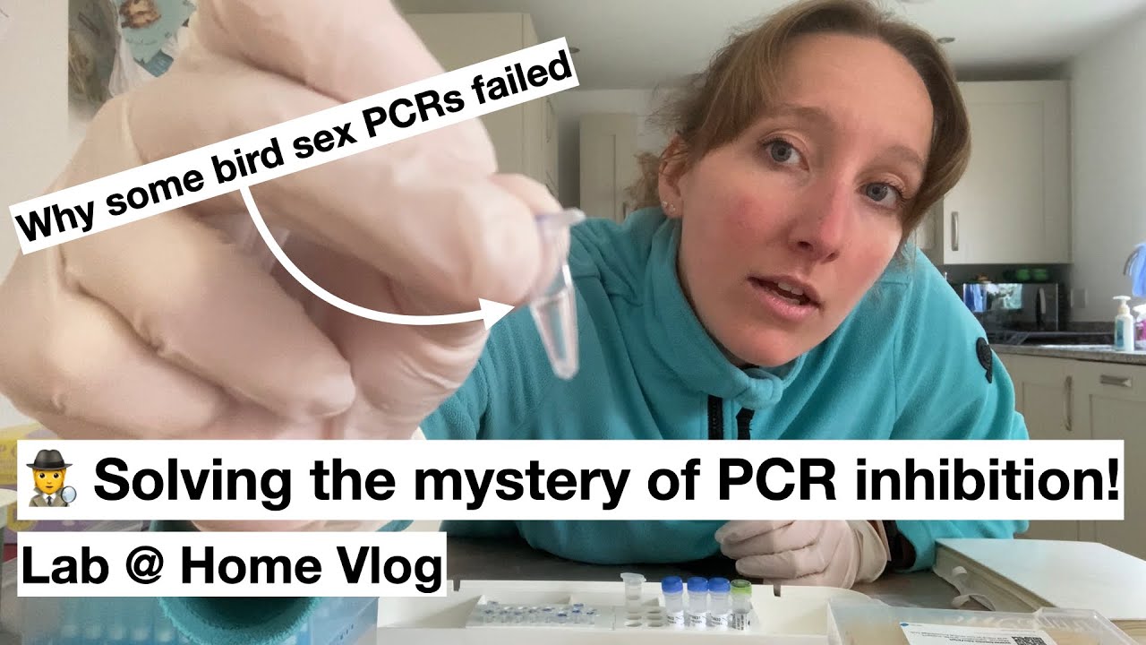 🕵️ Solving the mystery of PCR inhibition! (Lab @ Home)