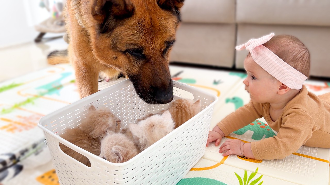 German Shepherd and Baby Meet Tiny Kittens for the First Time