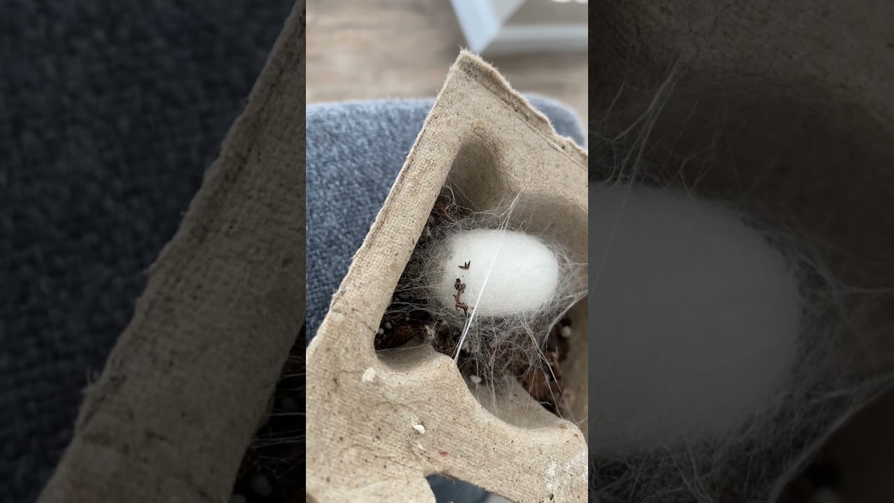 Silk moth emerging from a cocoon