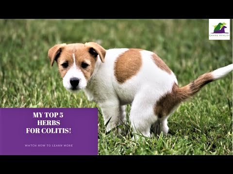 My TOP 5 HERBS for Colitis
