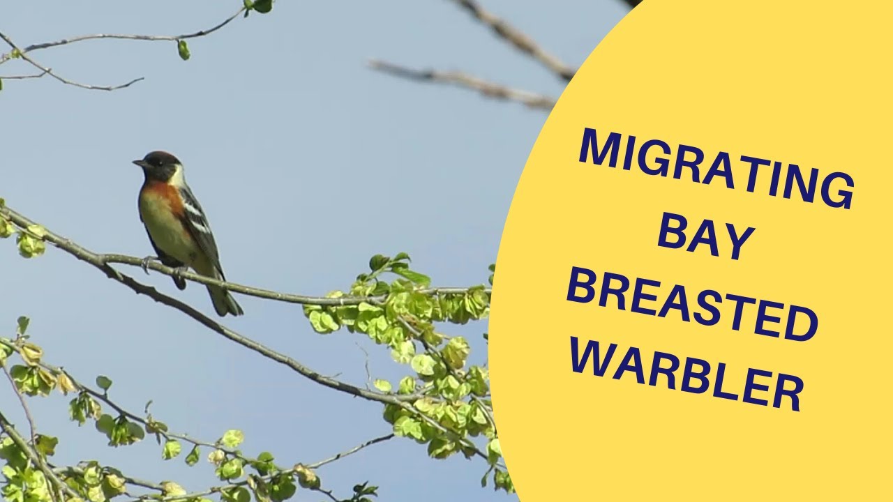 Bay breasted warbler 2020