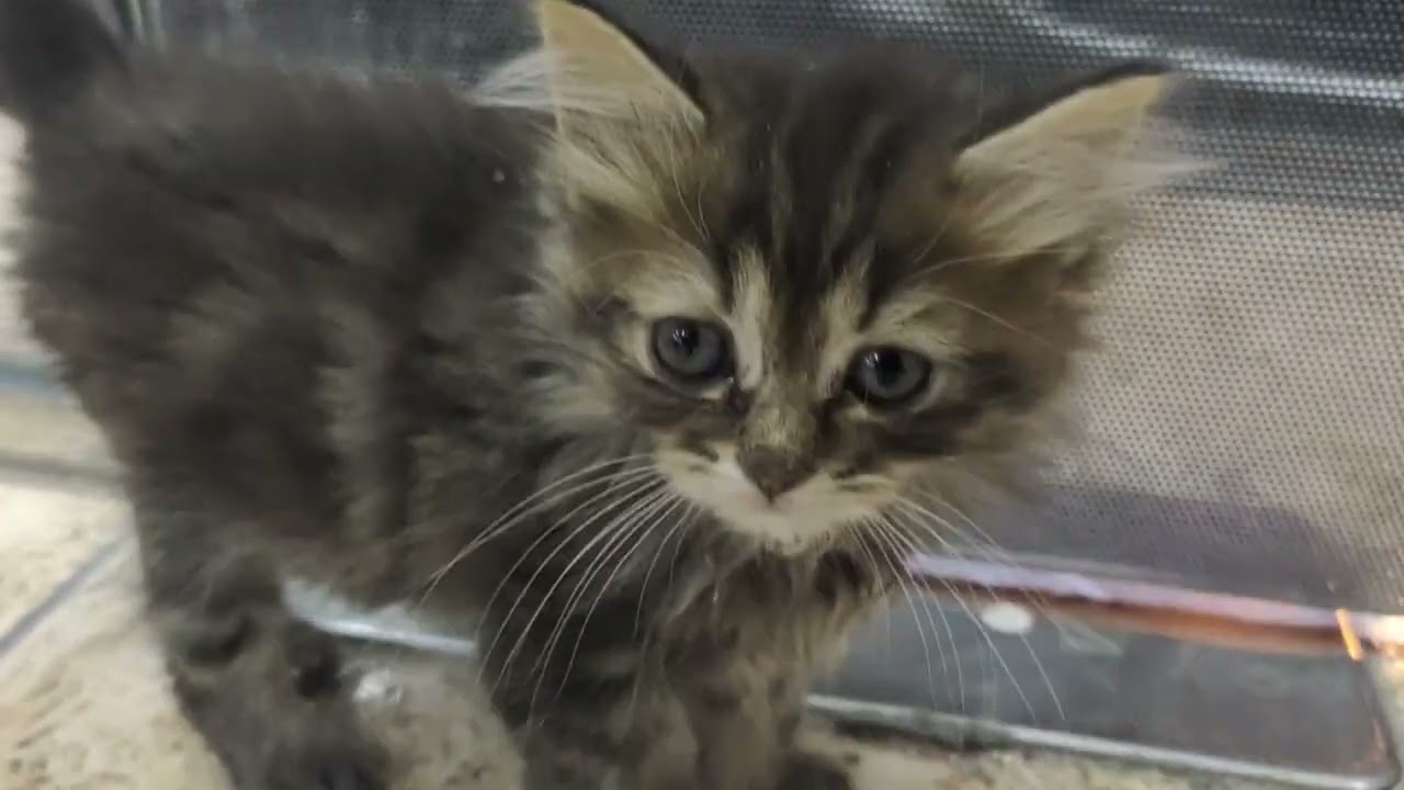LITTLE GENTLE THING.. MY PUSSY CAT