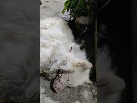 CD | VACCINE DISTEMPER IN DOG