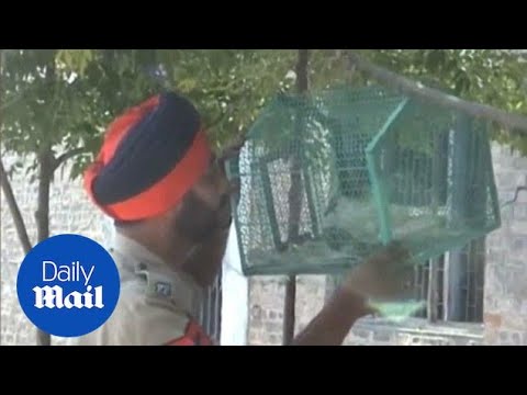 Stop the pigeon! Wacky moment bird is arrested in India - Daily Mail