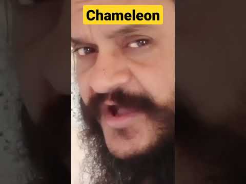 Chameleon: Correct Pronunciation