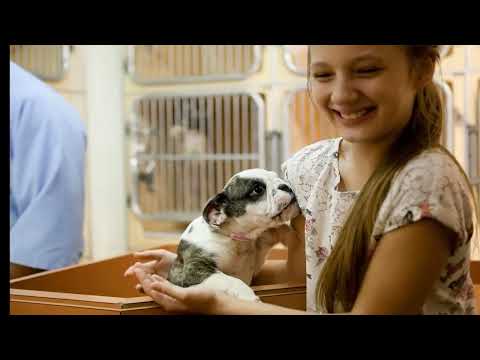 Nashville area animal shelters offer holiday adoption specials for pets