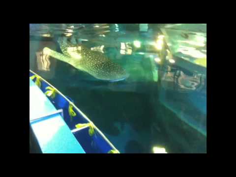 Diving with the whale shark at Dalian’s Tiger Beach | Imagethief