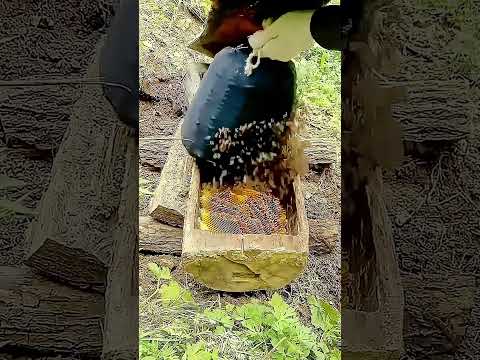 Give the bees a new home