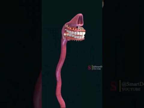 Esophagus | The digestive system.