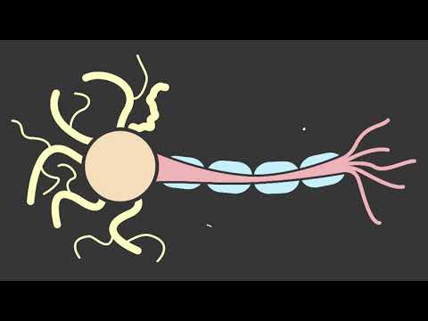 The Parts of the Neuron