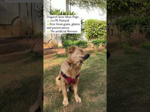 Dogsee Dog Treats | 100% Natural & Healthy Treats