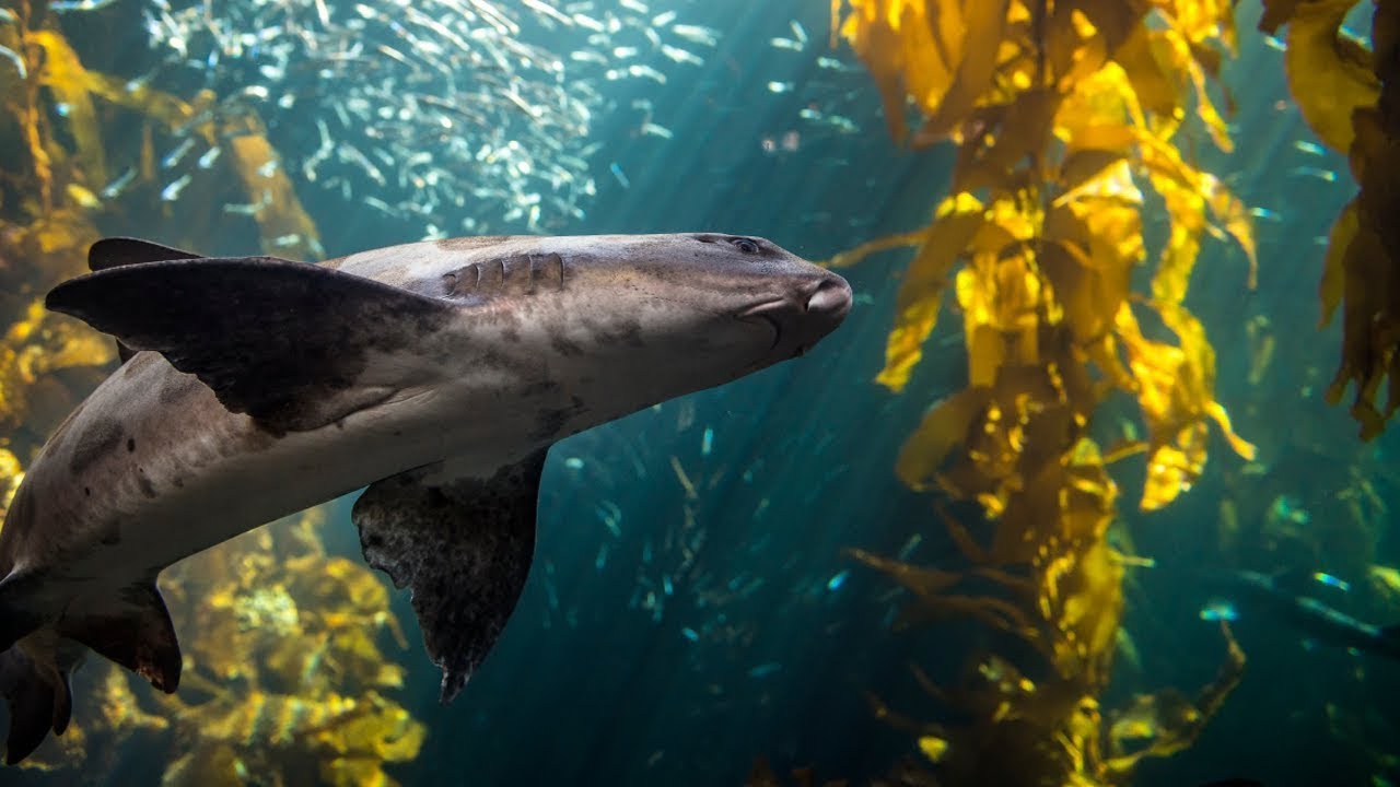 Leopard shark | Animals | Monterey Bay Aquarium