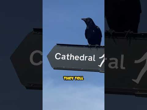 Crows Remember Human Faces—And They Hold Grudges 😳🐦