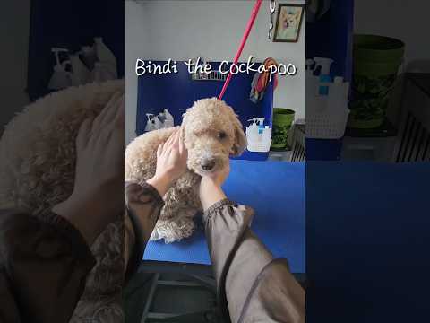 How to groom a Cockapoo