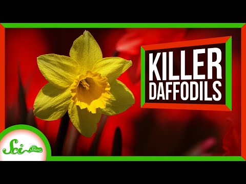 Good News: Daffodils Are The Worst