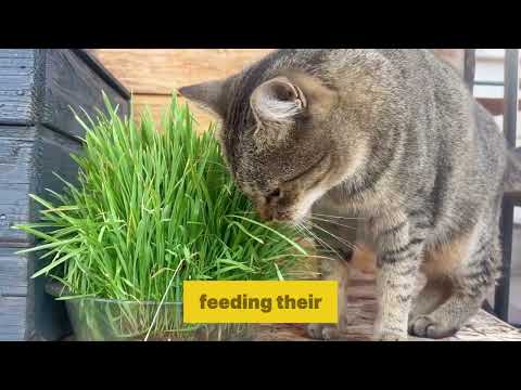 How to Count Calories in Your Cat's Food for a Healthier Life