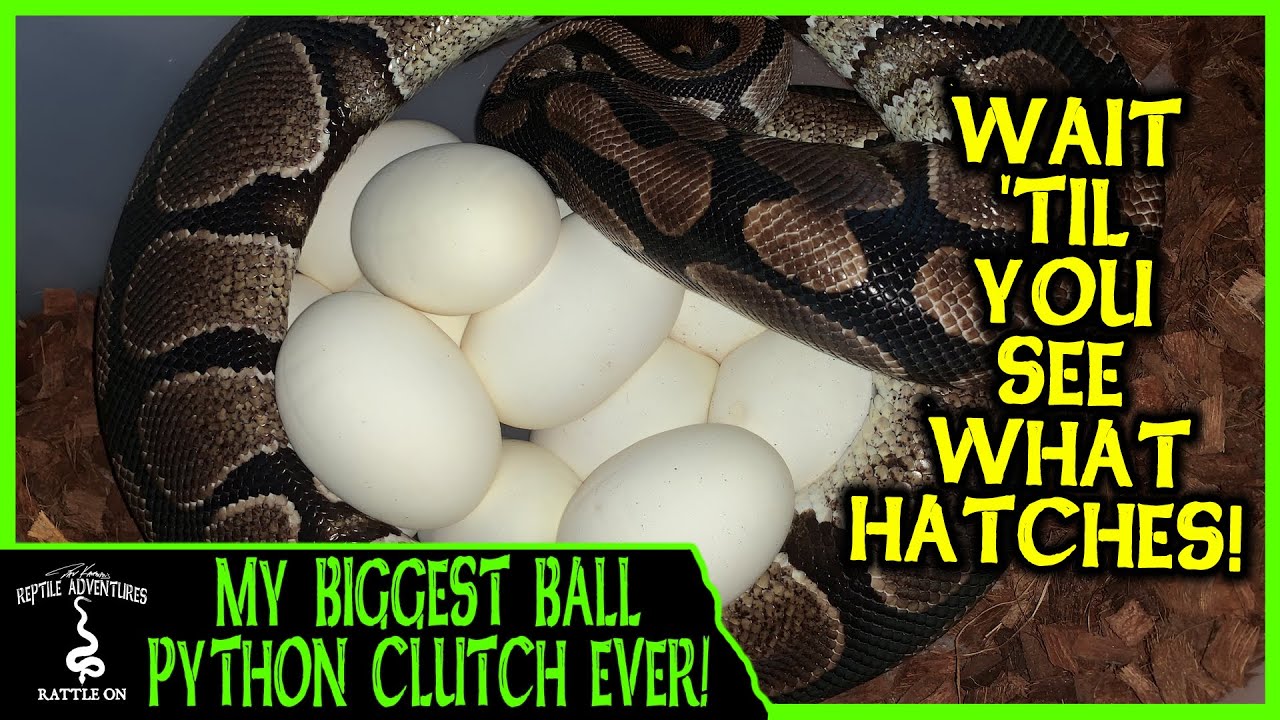 MY BIGGEST BALL PYTHON CLUTCH EVER! Wait until you see what hatches!